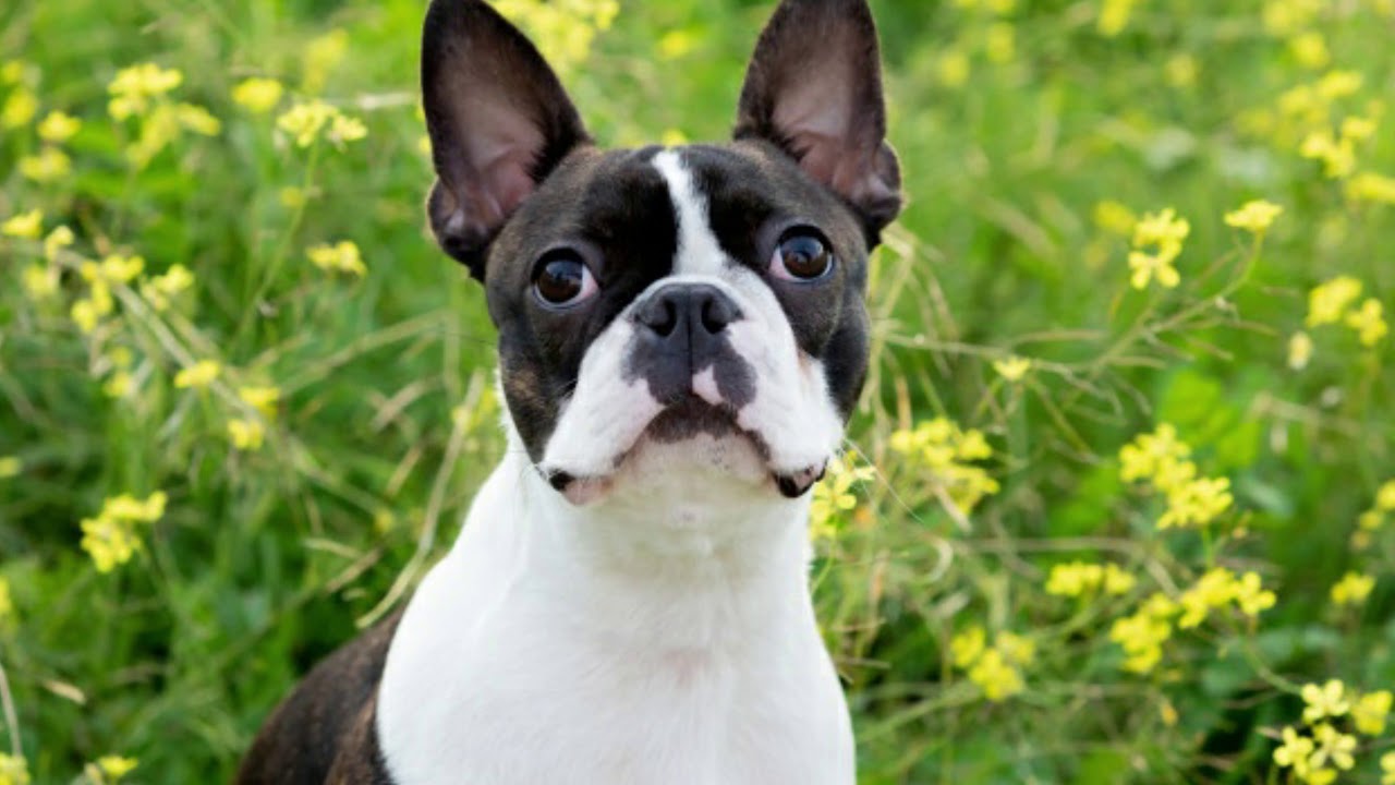 Affectionate and Aggressive Dog Boston Terrier - YouTube