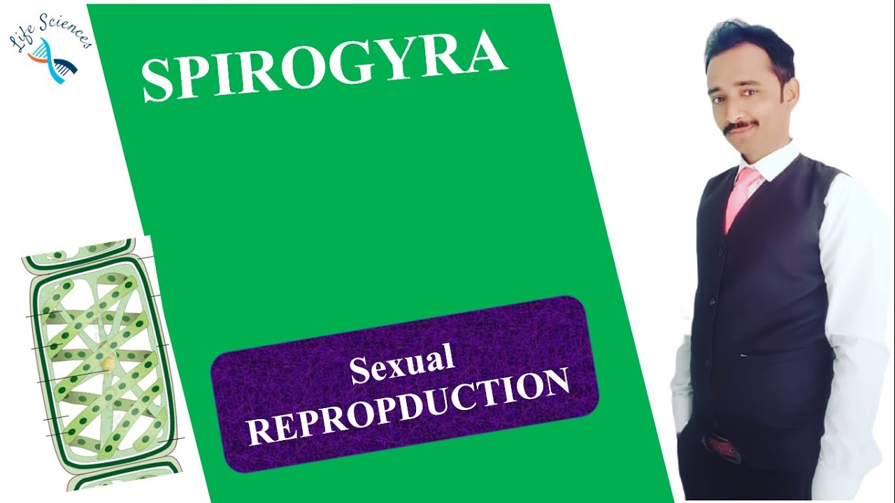 Lateral Conjugation in Spirogyra - YouTube