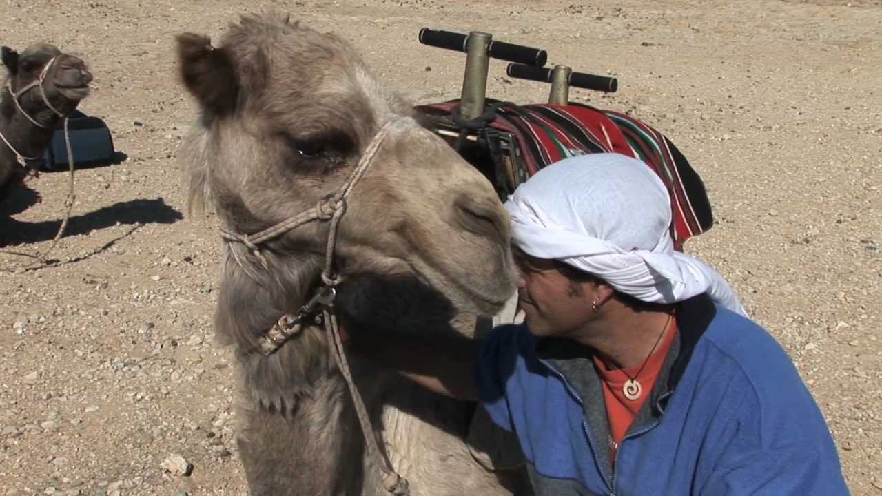Eco Tours in Israel: Camels in the Negev Desert - YouTube