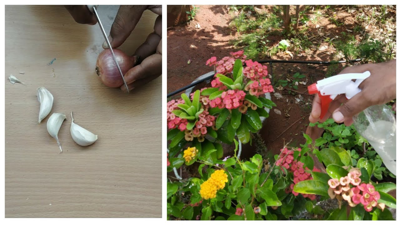 Homemade Natural pesticide | Pesticide and fungicide | Strong Pesticide ...