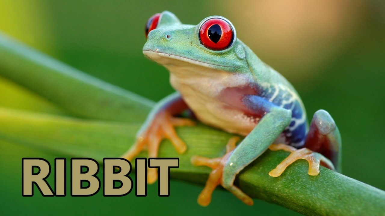 A frog's 'ribbit' in different dialects - YouTube