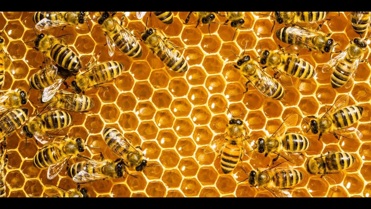 SAVING THE TOTEM POLE BEE'S - YouTube