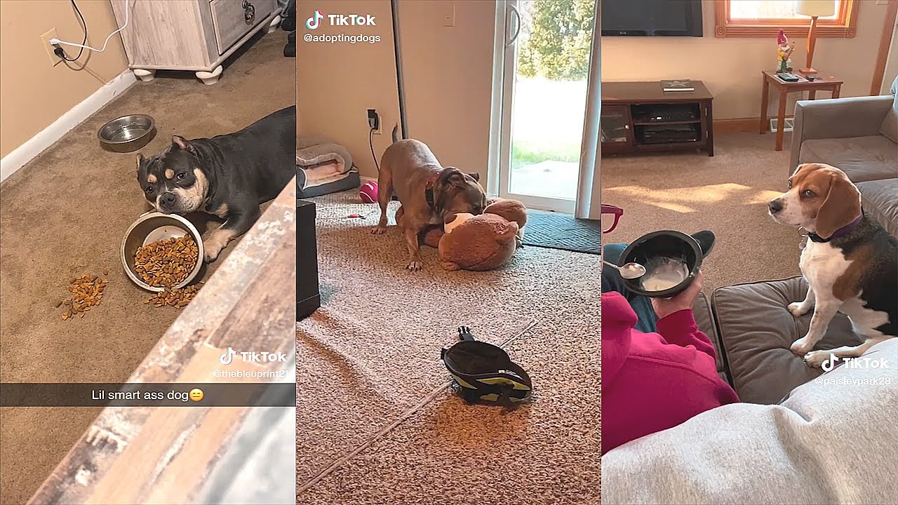 The Funniest Dogs Taking Over YouTube ! - YouTube