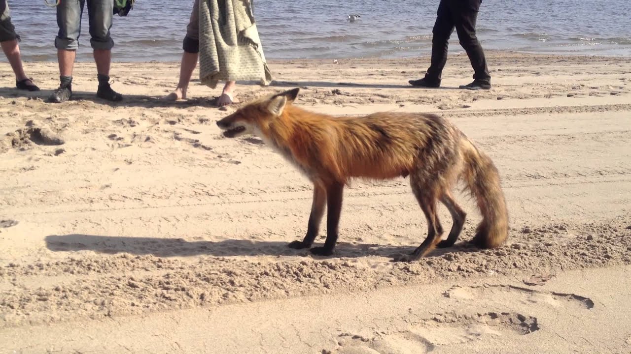 Feeding a hungry fox at Oka Beach - YouTube