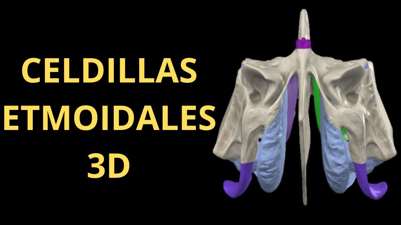 Celdillas Etmoidales Anterior, Media y Posterior - YouTube