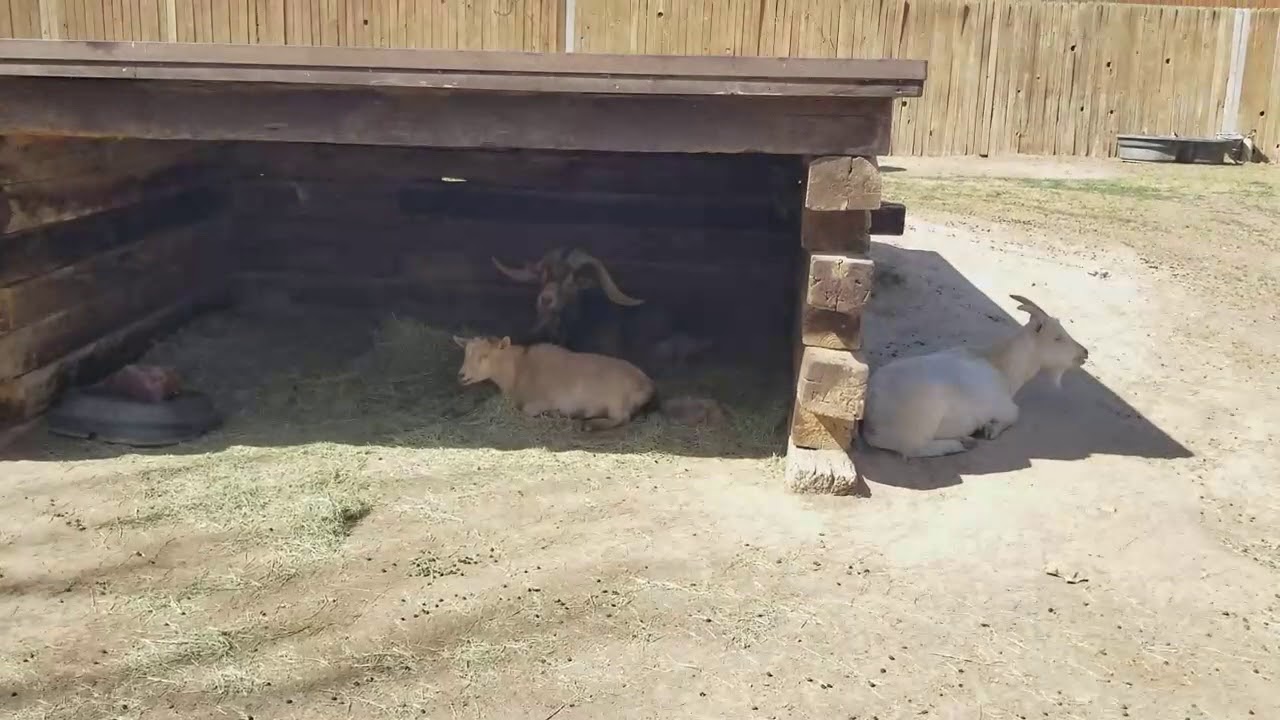 Spring River park and Zoo - YouTube