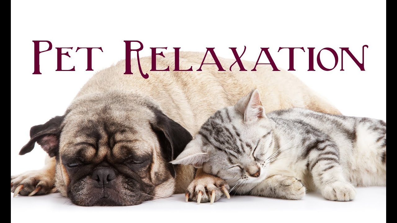 Pet Relaxation : Music for Cats, Dogs and Furry Friends - YouTube