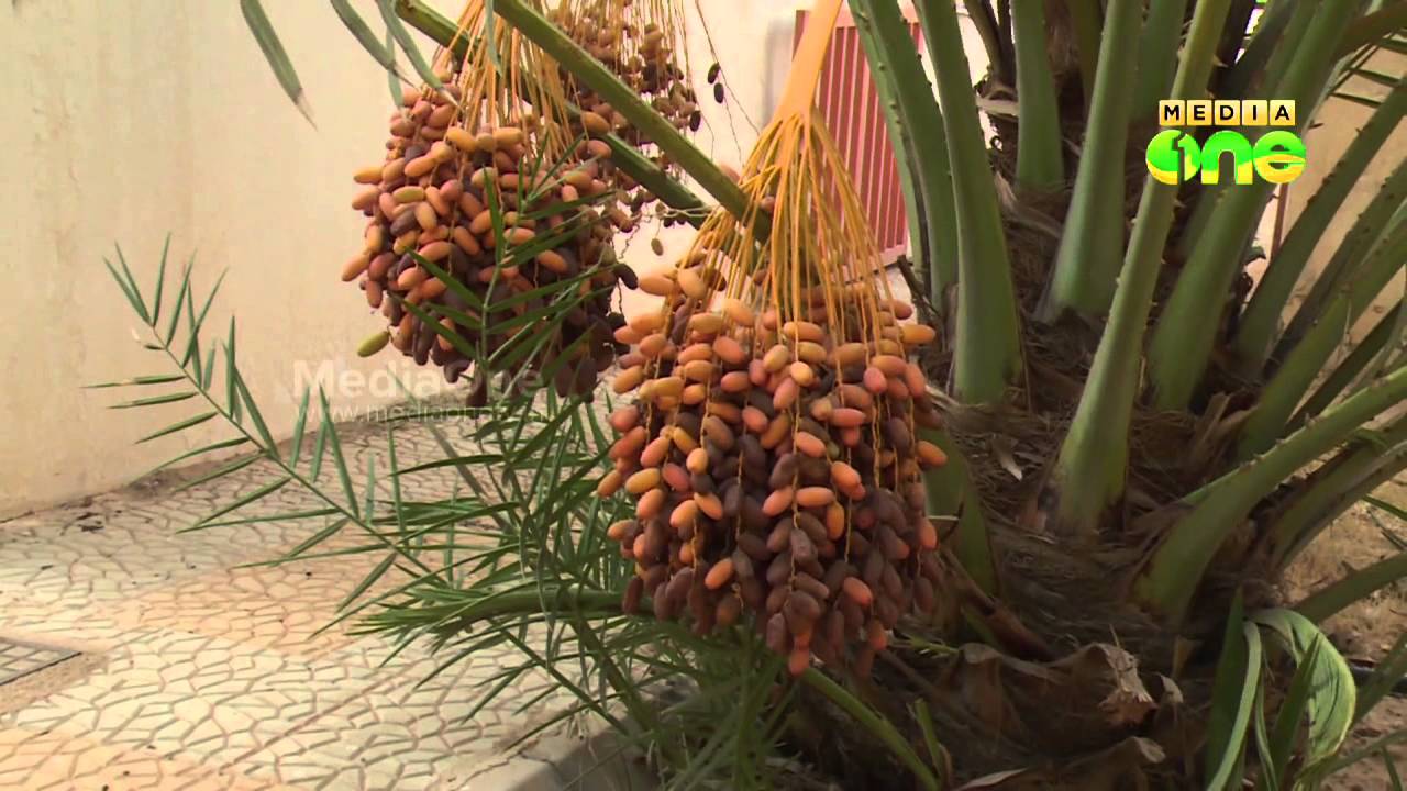 Saudi, China scientists decode date-palm tree DNA - YouTube