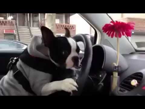 UN CANE GUIDA L'AUTO A NEW YORK - YouTube