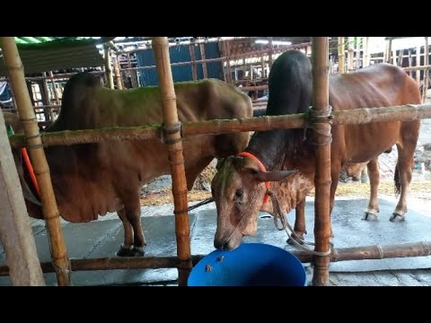 American Ranchers Raise 30,1 Million Beef Cattle This Way - American ...