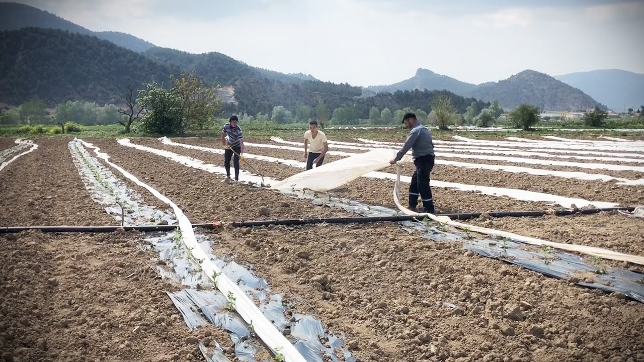 Watermelon Cultivation, Agricultural Net and Mulching Tips for ...