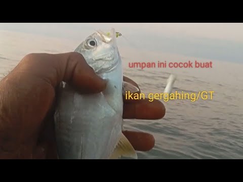 pake umpan ini sekali lempar langsung di sambar ikan gergahing/GT# ...