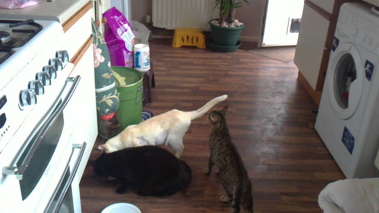 my cat Red - YouTube