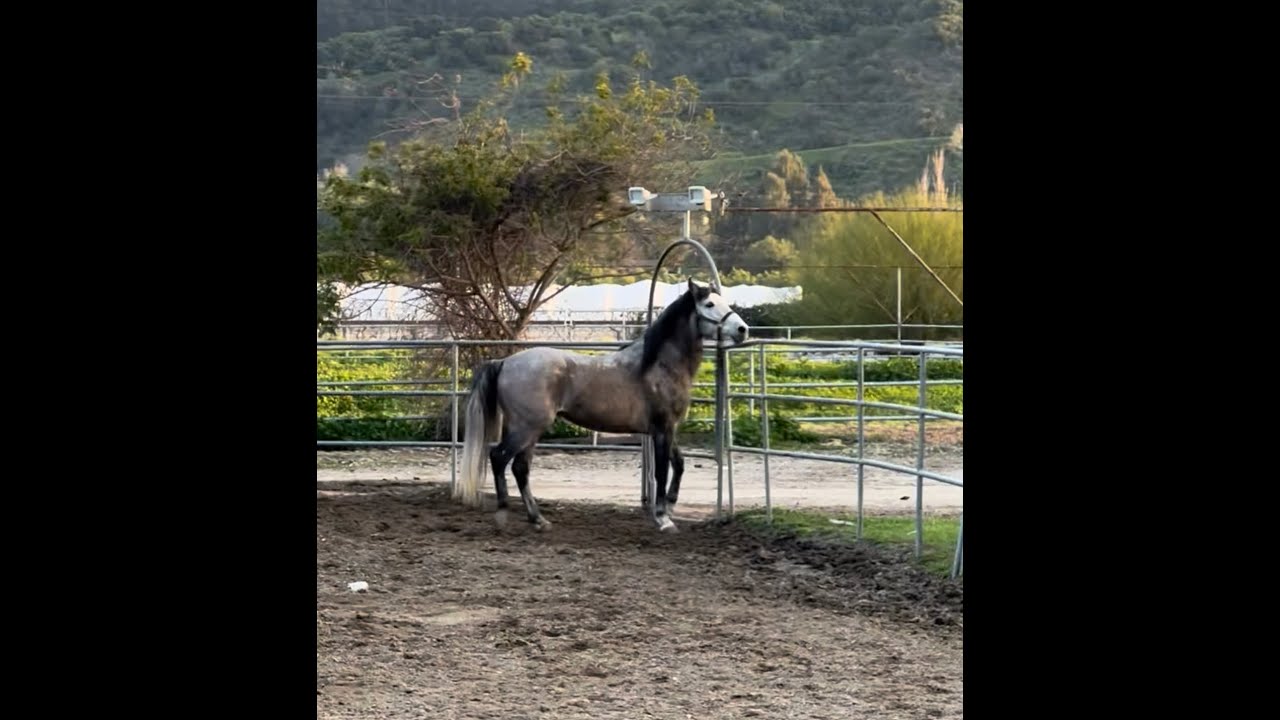 A Spanish Arabian horse of special beauty - YouTube