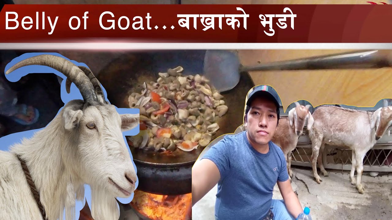 Tripe | Bhutuwa belly of goat | intestine | bhudi | Lamb | motton ...