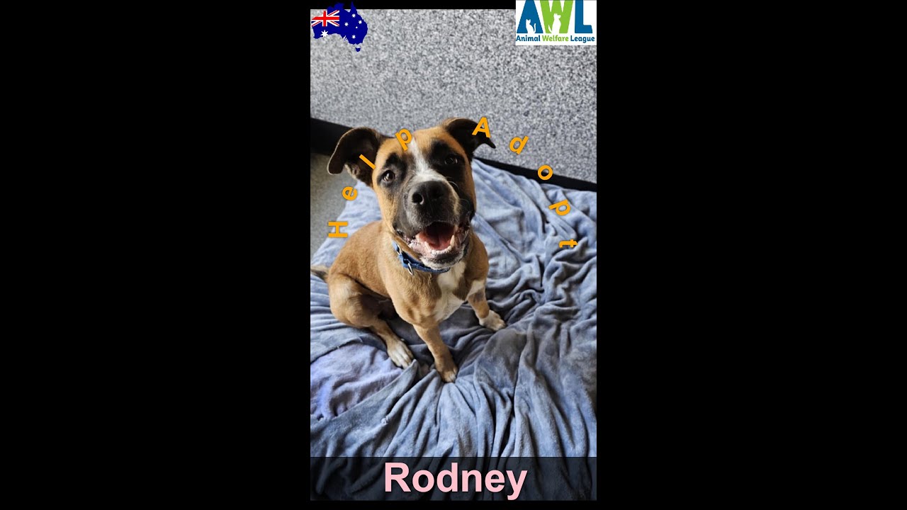 🐾Help adopt Rodney! Dog / Australia / Wingfield / Animal Welfare League ...