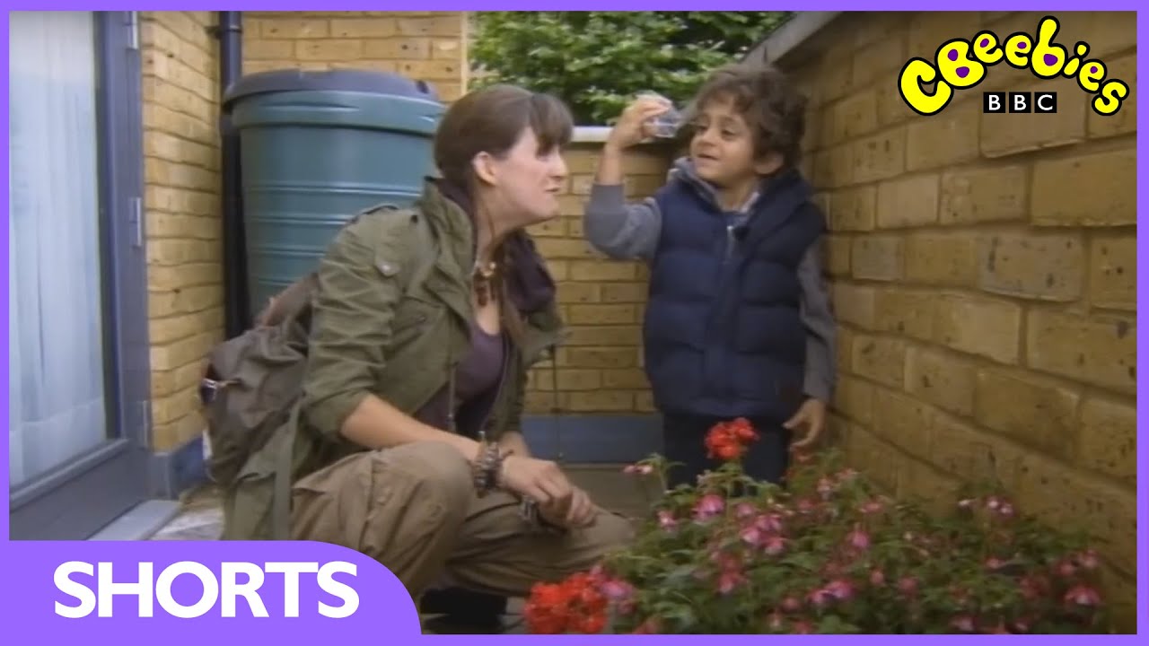 CBeebies: Mini Beast Adventure With Jess - Earwigs - YouTube