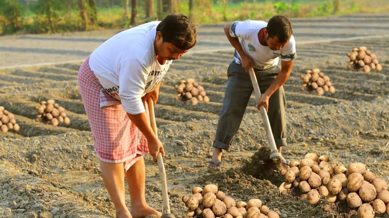 आलू की खेती कैसे की जाती है - आलू की खेती करने का तरीका Aalu ki kheti ...