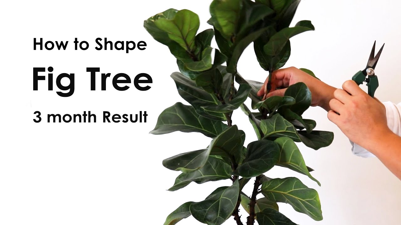 Plant Diary | How to shape fiddle leaf fig tree | 3 months result from ...