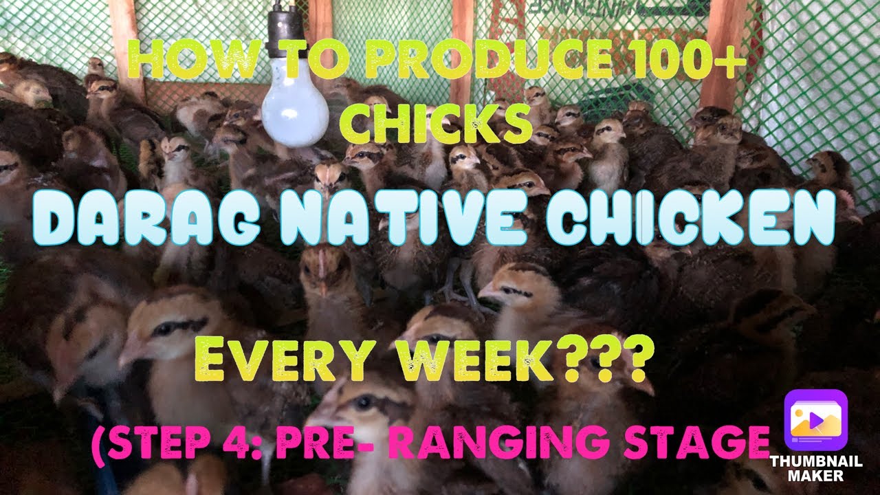 PRE- RANGING~ STAGE 4| HOW TO PRODUCE 100+ CHICKS DARAG NATIVE CHICKEN ...