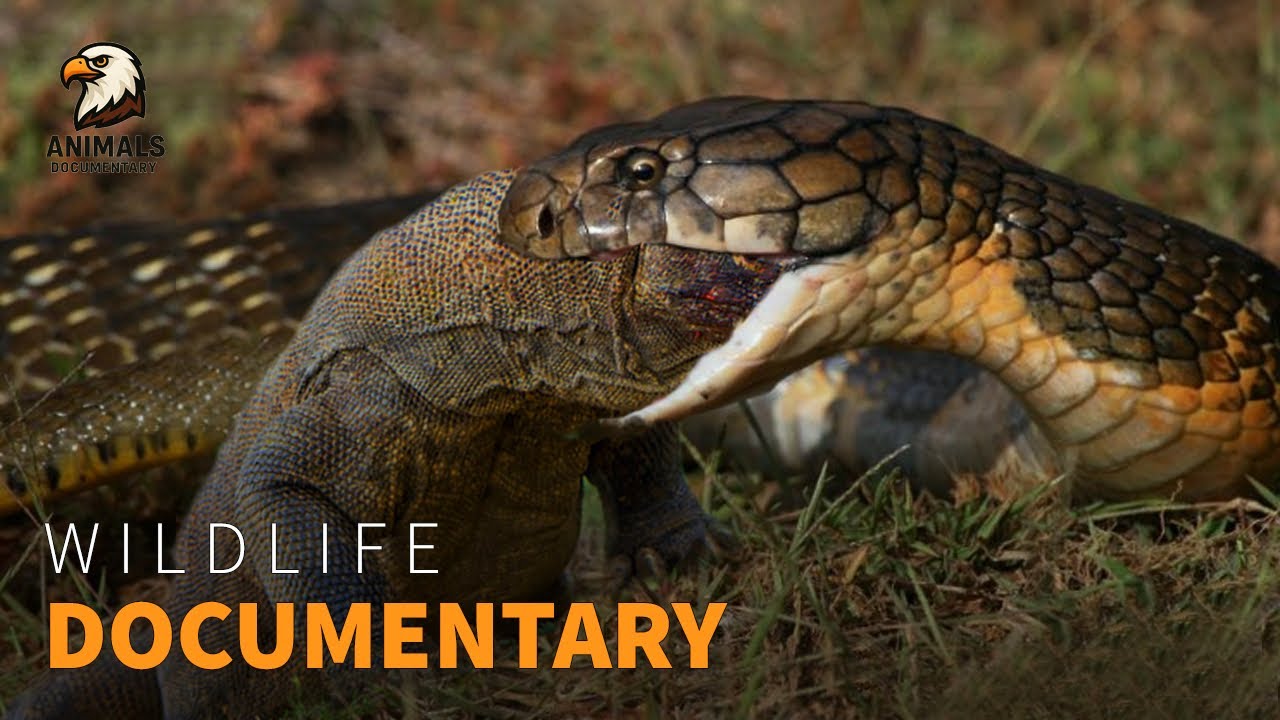 Snake Attack: The Most Savage Animal Battles Ever Caught on Camera | Wildlife Documentary - YouTube