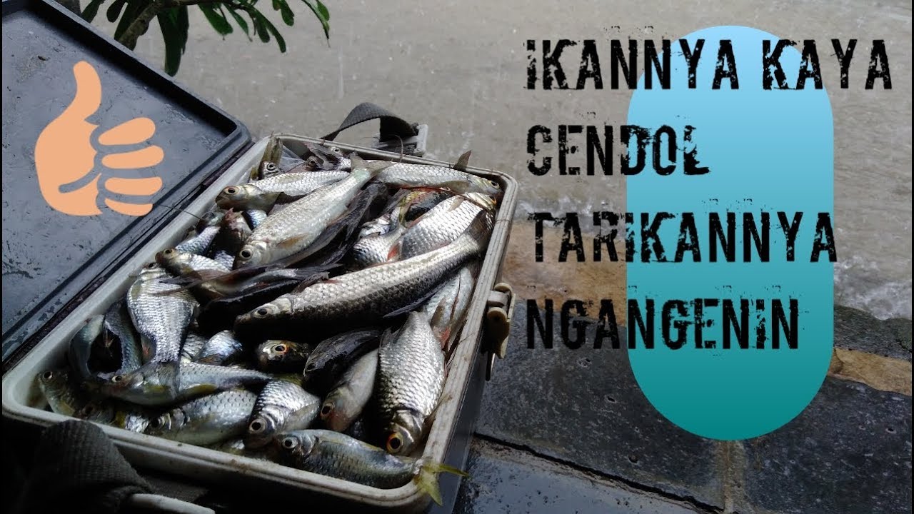 MANCING IKAN SOGO, WADER, PUTIHAN, DI ALIRAN SUNGAI YANG MENUJU WADUK ...