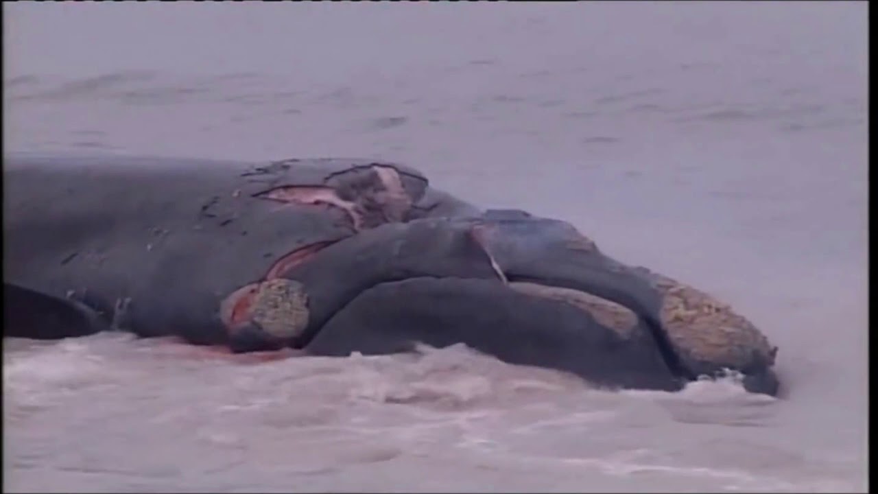 Exploding Whales - YouTube