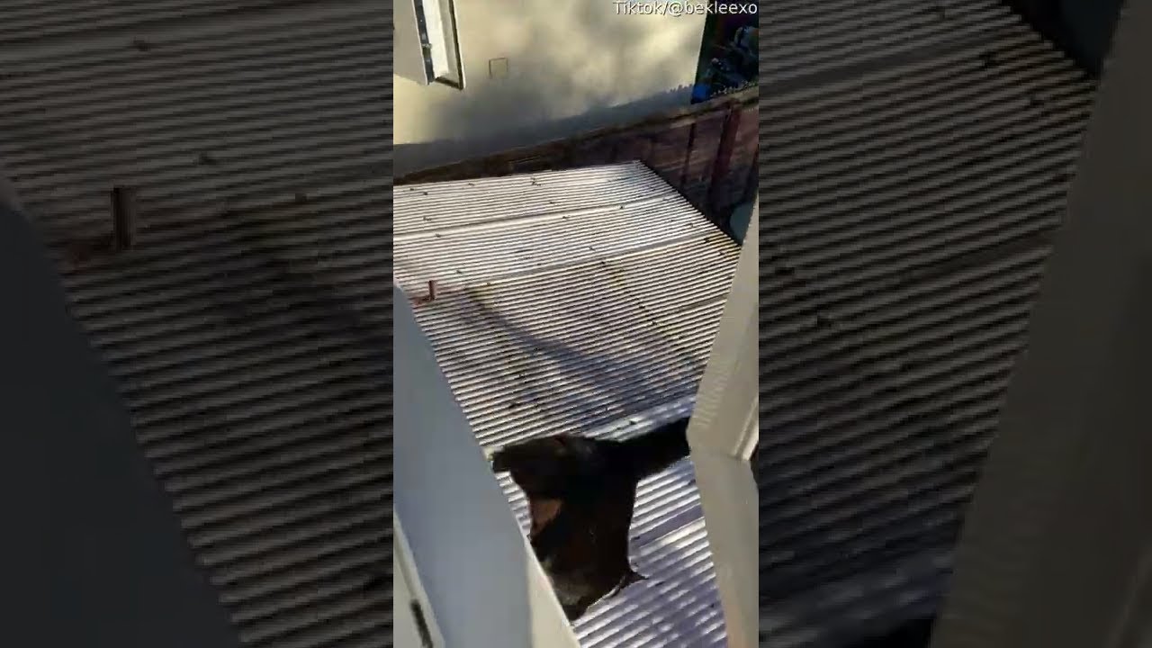Cat Jumps Out Window and Falls Through Roof || ViralHog - YouTube