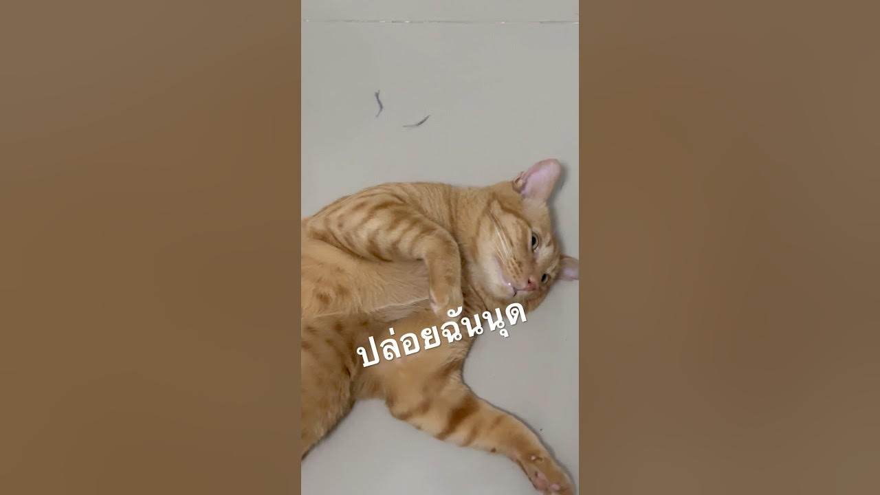 อาการหลังจากแมวอ้วนอิ่ม #แมวน่ารัก #แมวส้ม #cat #cats - YouTube
