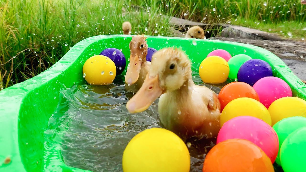 Funny ducklings swimming pool, duck playing with colourfull ball ...