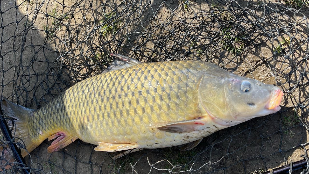 Catch and Release 14LB Carp!! Seghis Five Lakes Rod and Reel Fishing ...