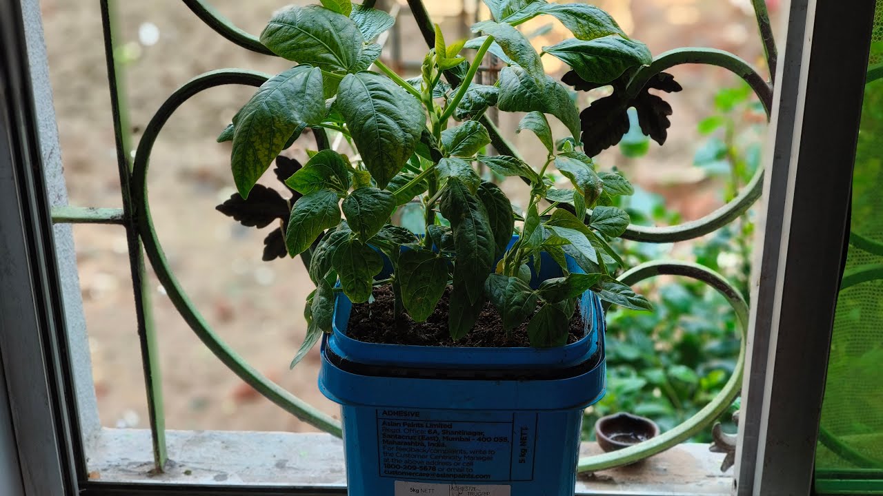 My Gardening Tours is live || Barbati Plant || - YouTube
