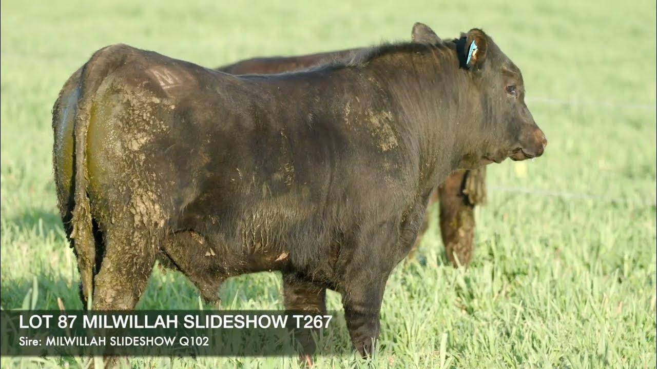 LOT 87 MILWILLAH SLIDESHOW T267 - YouTube