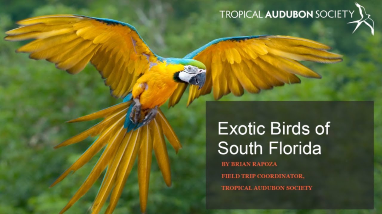 Exotic Birds of South Florida by Brian Rapoza - YouTube