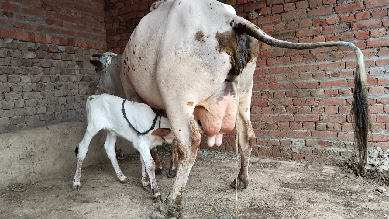 Beautiful cholistani cross cow fore sale in Pakistan.1.10.2024 ...
