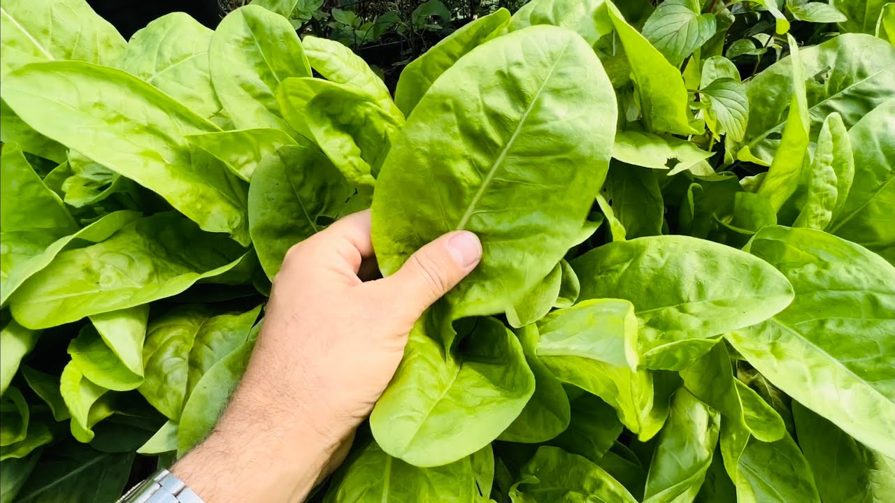 PLANTANDO AZEDINHA NA HORTA DA ESCOLA - YouTube