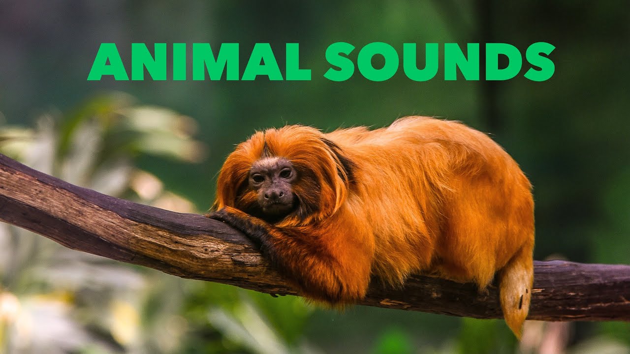 Best Sounds of Wild Animals | Most Incredible Animal Videos 2023 - YouTube