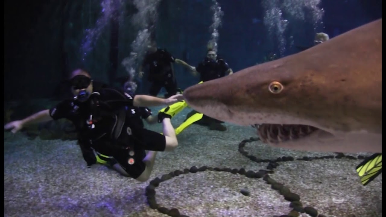 2017 December - Epcot Living Seas Dive Quest - YouTube