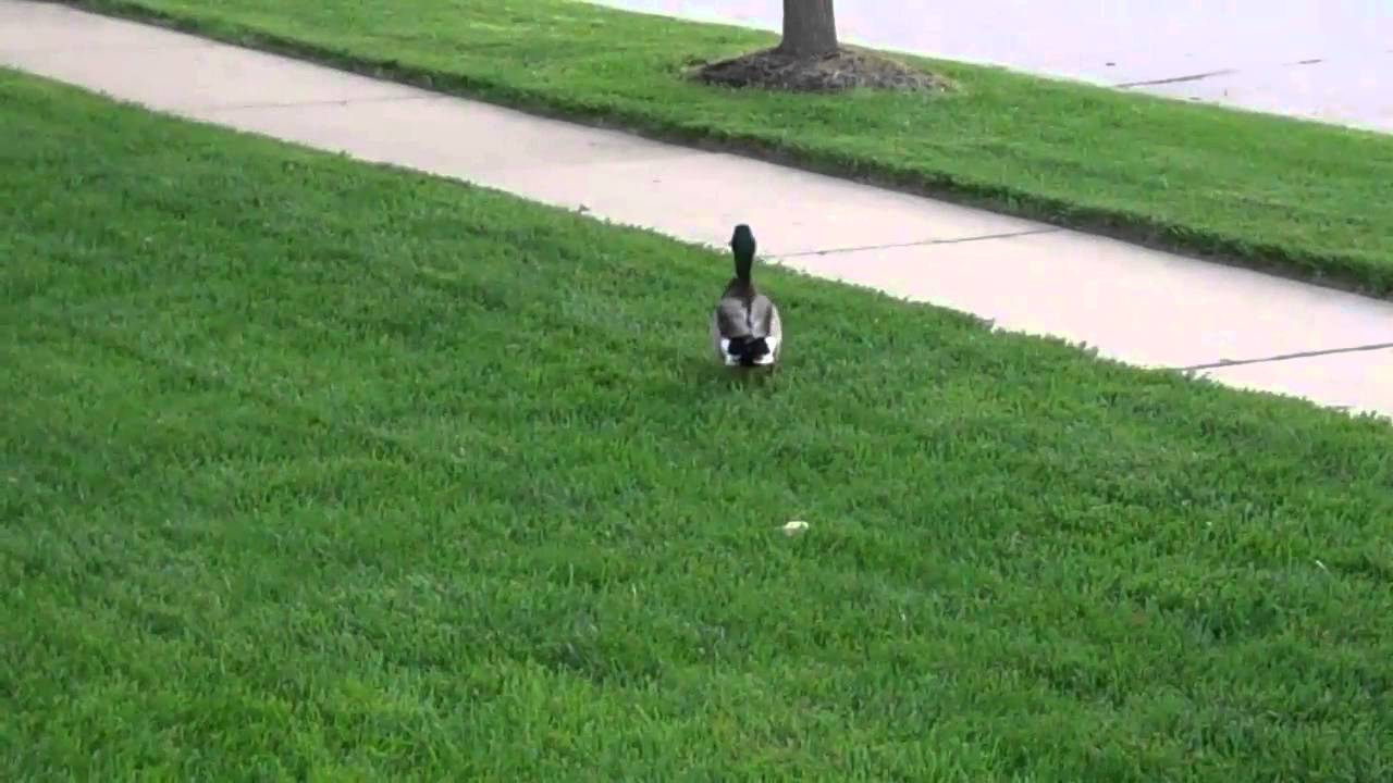 Feeding Bread to a Duck 6/3/2011 - YouTube