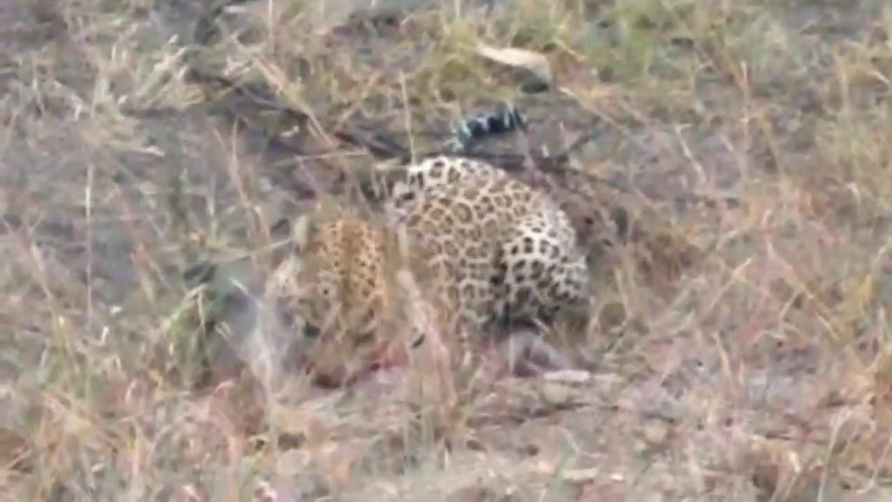 leopard hunts warthog from its hole - YouTube