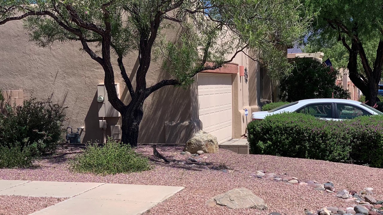 Road runner with lizard in its mouth - YouTube