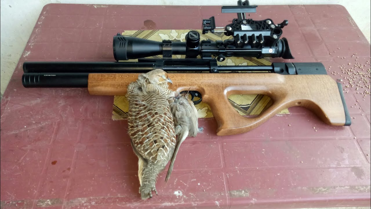 Teetar Hunting In Pakistan - YouTube