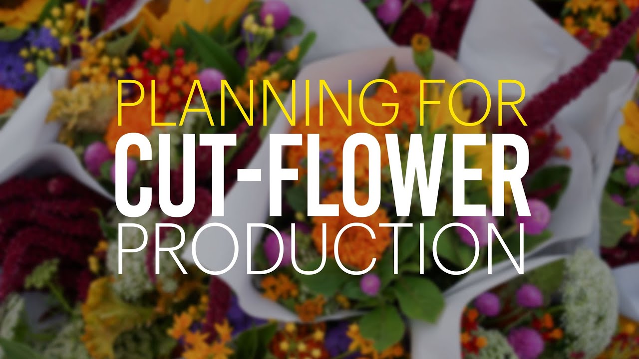 Planning for Cut Flower Production - YouTube