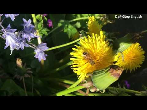 Do Honey Bees Make Loud Buzzing Noise