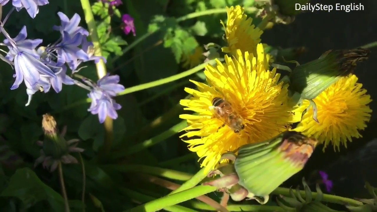 Bees And Buzzing - Free Video English Lesson - YouTube