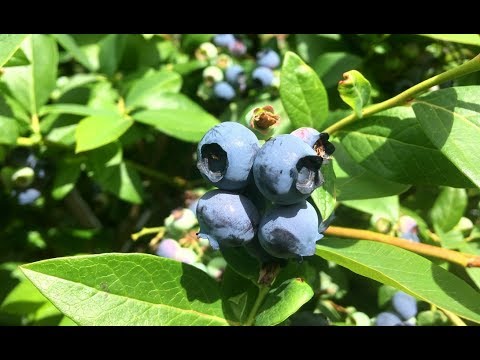 Blueberry Container Gardening and Deck Garden Update - YouTube