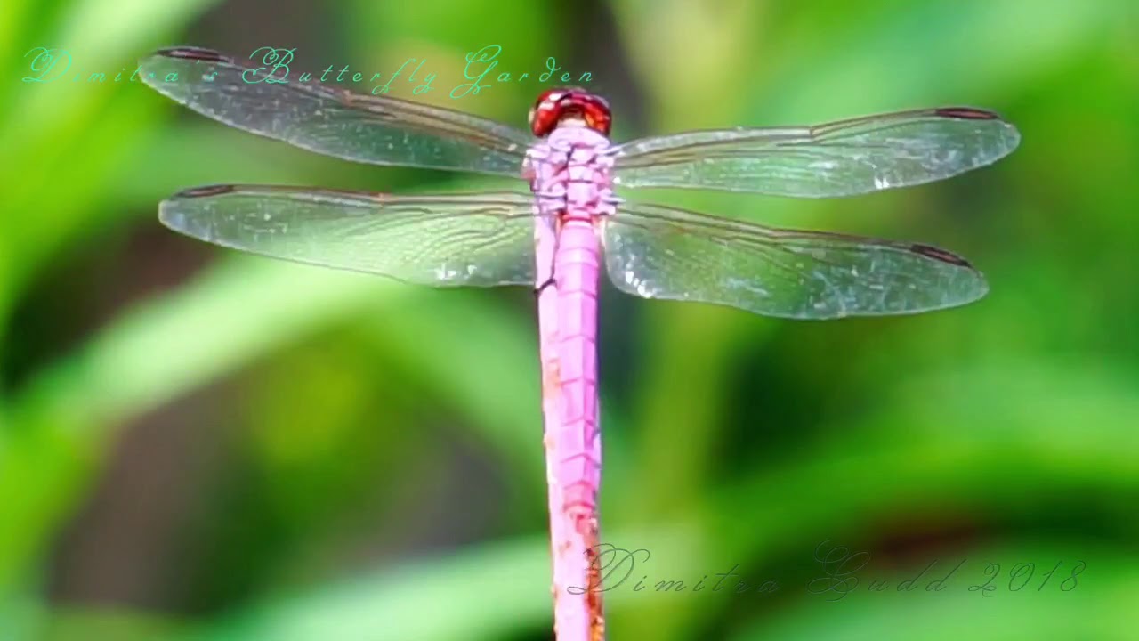 Pink Dragonfly @Dimitrasbutterflygarden 2018 - YouTube