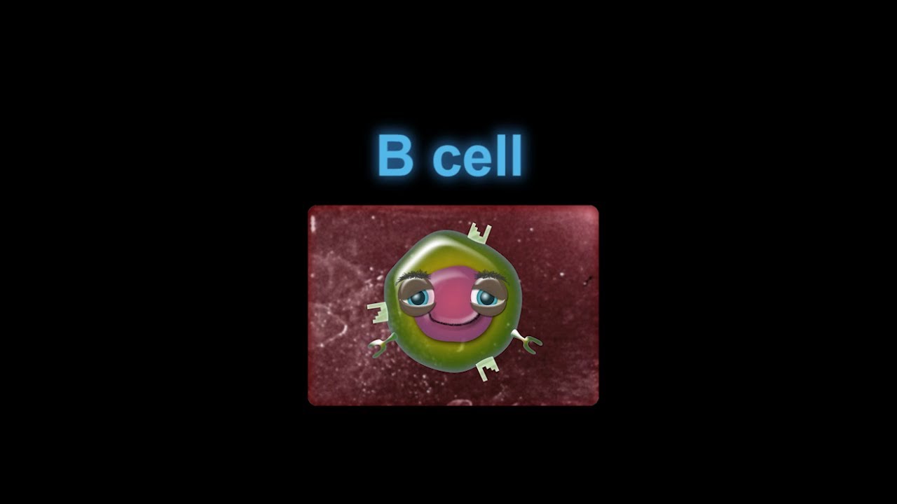 Supercytes cartoon - B cell - YouTube