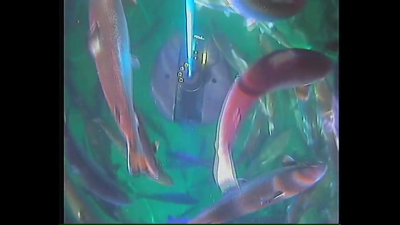 Underwater Stingray Laser Zaps Salmon to Kill Lice - YouTube