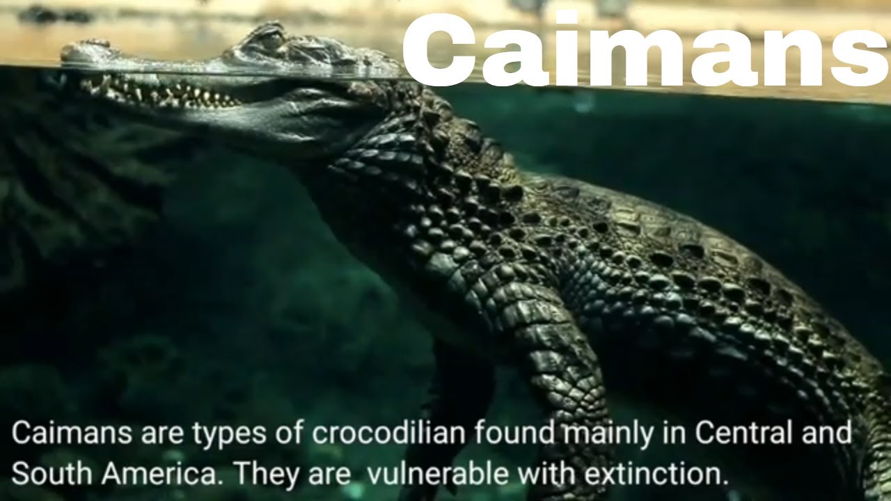 Meet the Caiman | A member of the crocodilian family - YouTube